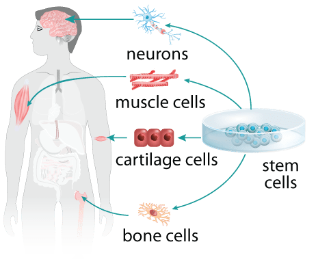 PRP / Regenerative Medicine - The Pain Clinic